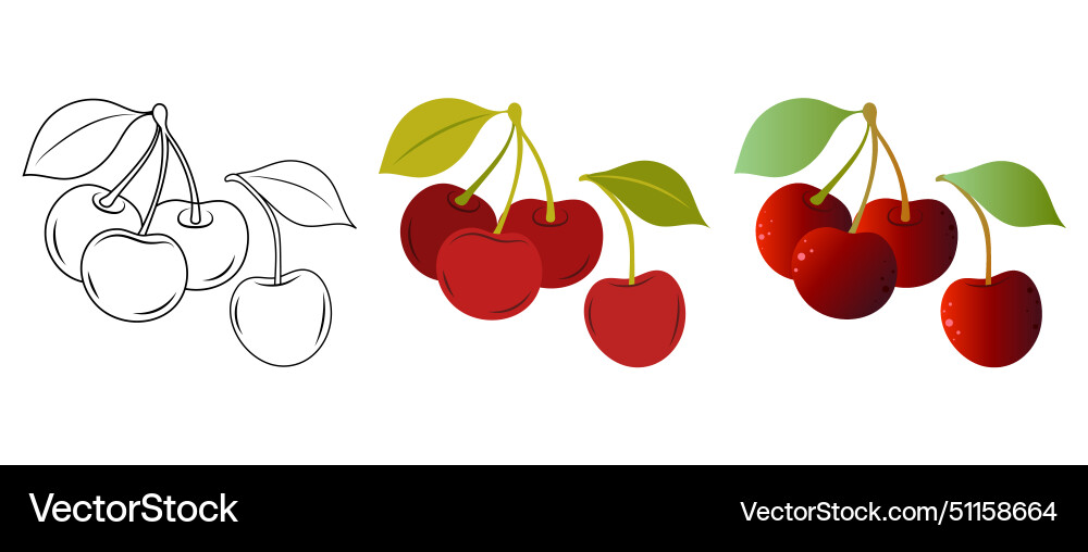 Sweet cherry Royalty Free Vector Image - VectorStock