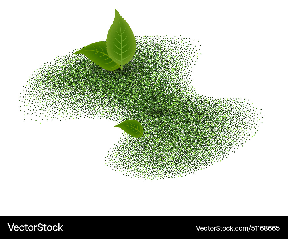 Matcha green tea powder splash with leaves Vector Image