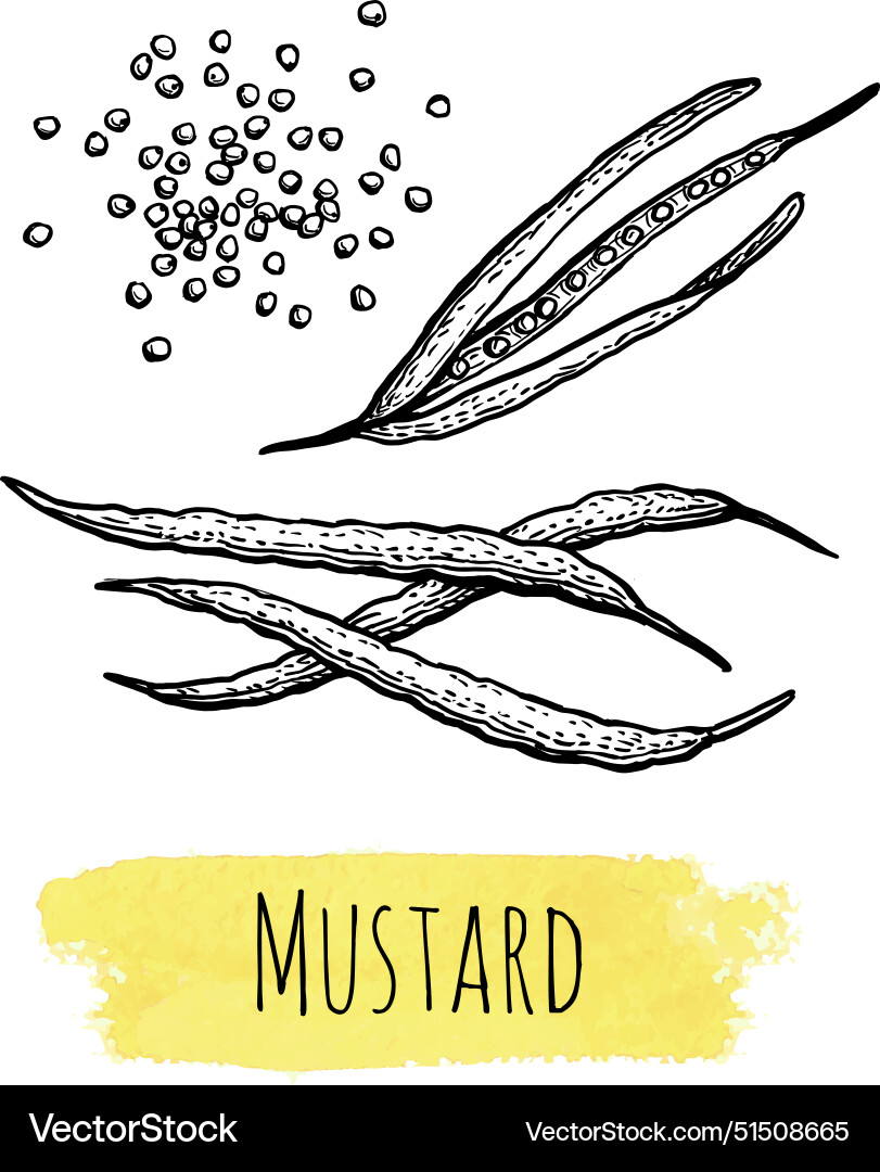 Mustard condiment ink sketch set Royalty Free Vector Image