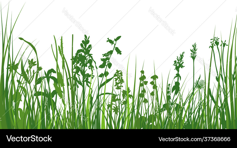 Green grass meadow Royalty Free Vector Image - VectorStock