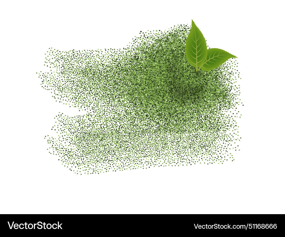 Matcha green tea powder splash with leaves Vector Image