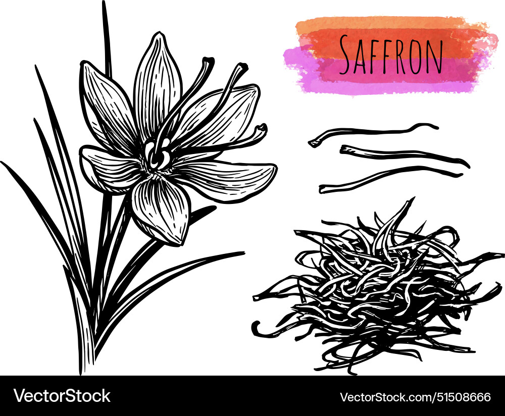 Saffron ink sketch Royalty Free Vector Image - VectorStock