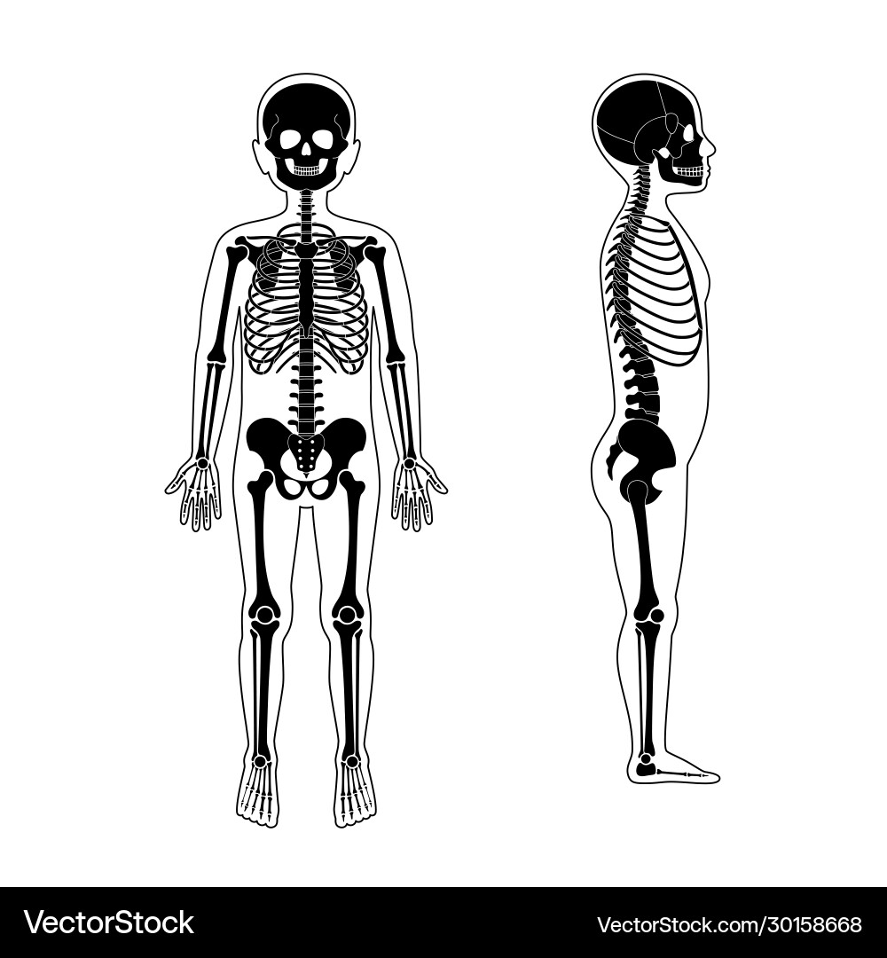 Child boy skeleton anatomy Royalty Free Vector Image