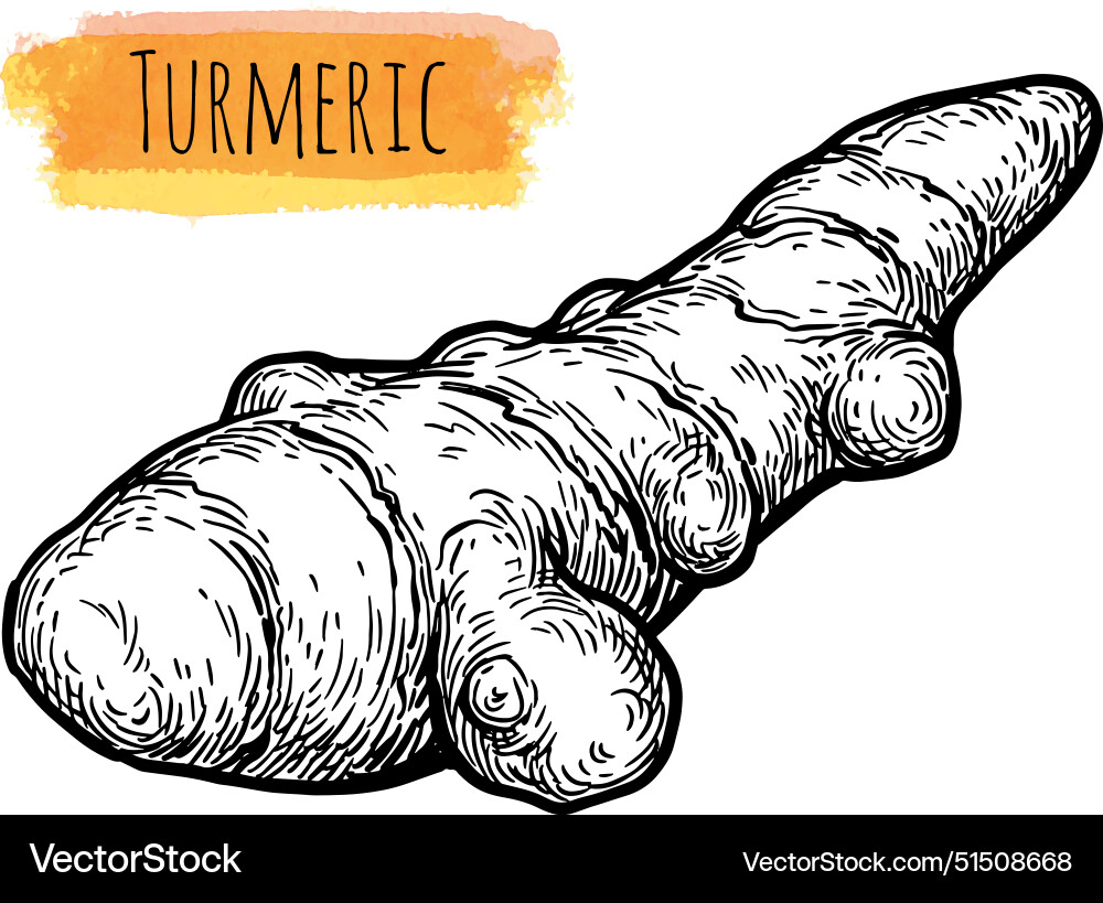 Hand drawn turmeric ink sketch Royalty Free Vector Image