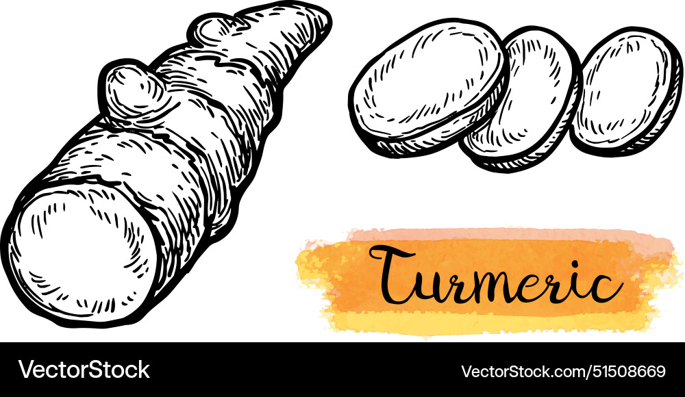 Hand drawn turmeric ink sketch Royalty Free Vector Image