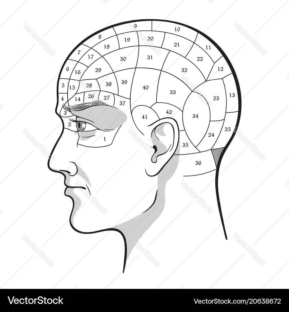 Phrenology Skull Map - Retro Science Royalty Free Vector