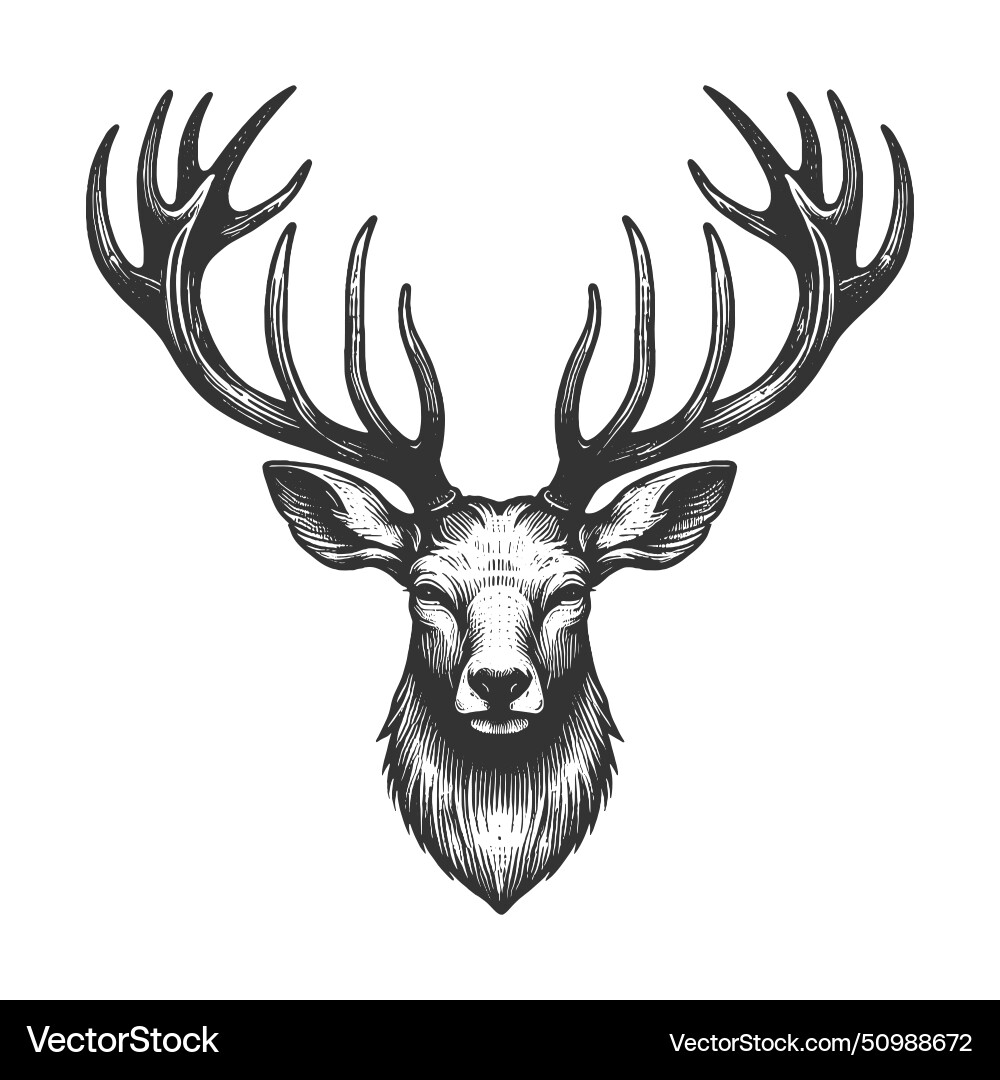 Stag with antlers and foliage engraving Royalty Free Vector