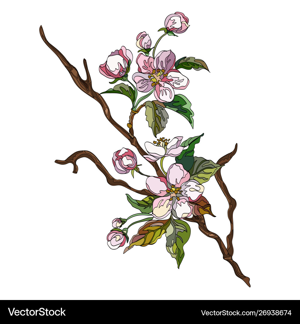 Apple tree branch Royalty Free Vector Image - VectorStock
