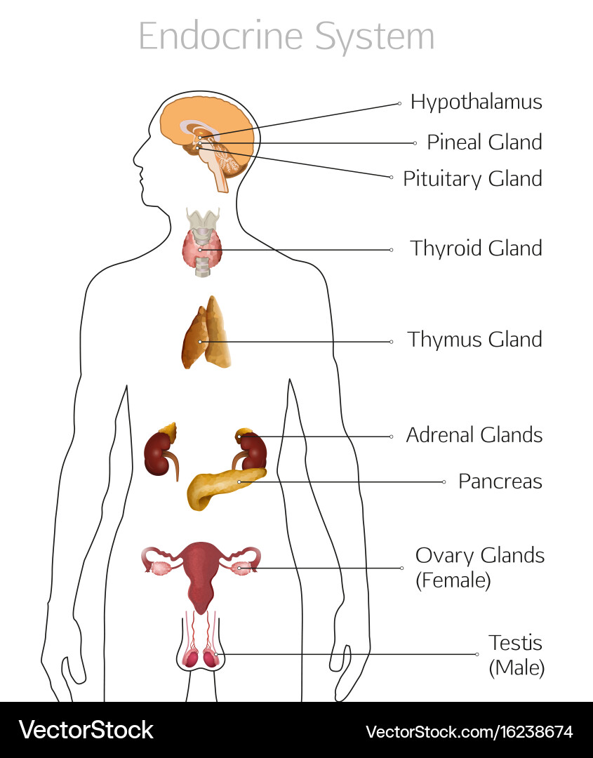 Endocrine system image Royalty Free Vector Image