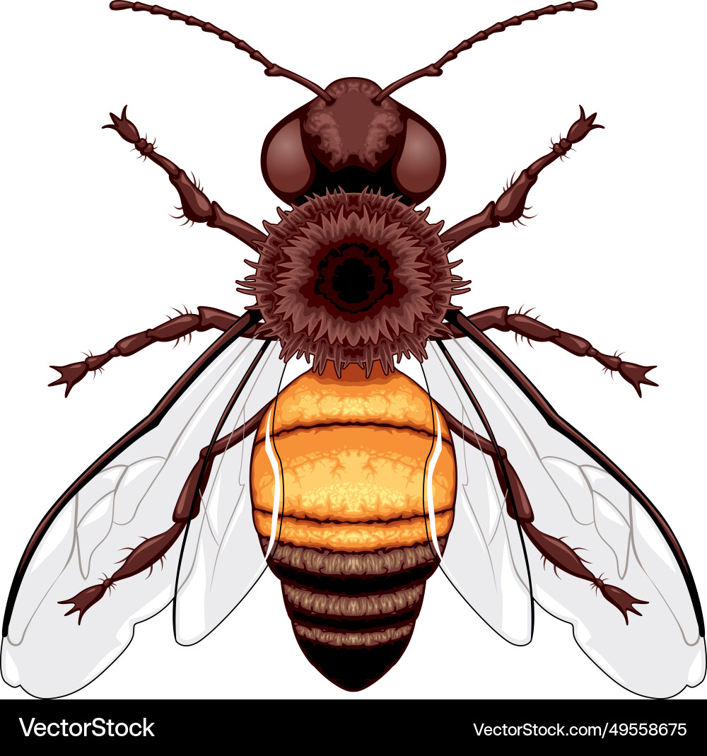 Bee top view isolated animal Royalty Free Vector Image