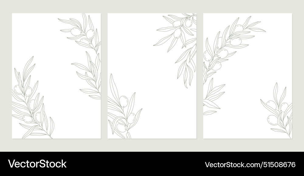 Set of olive posters with branches on white Vector Image