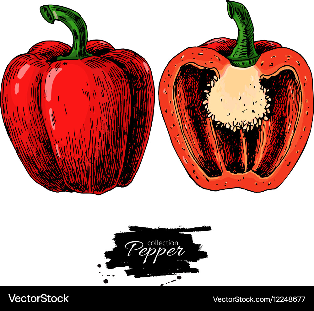 Pepper hand drawn vegetable Royalty Free Vector Image