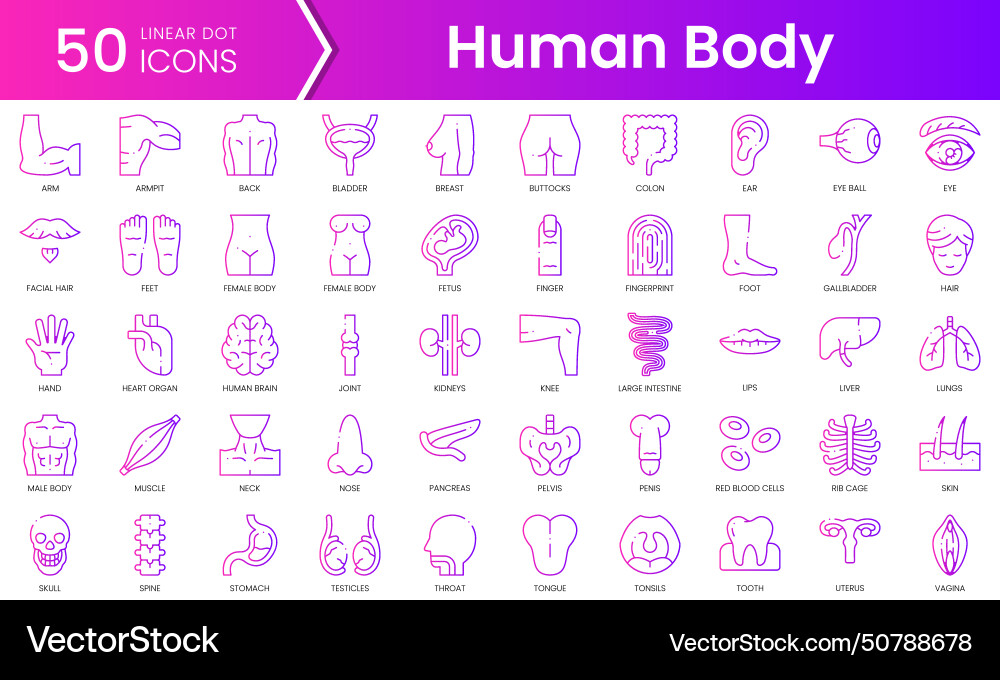 Set of human body icons gradient style icon bundle