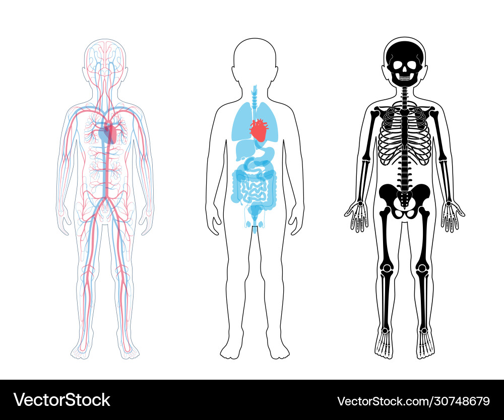 Internal structure human child body Royalty Free Vector