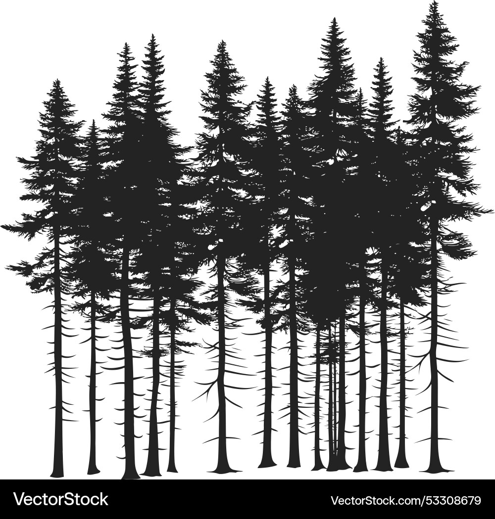 Pine trees silhouette Royalty Free Vector Image