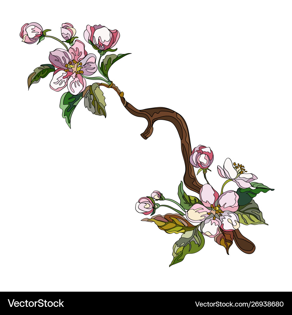 Apple tree branch Royalty Free Vector Image - VectorStock