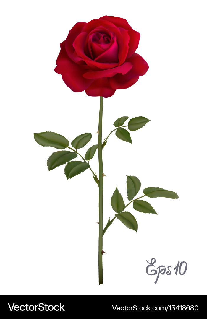 Beautiful red rose isolated on white background Vector Image