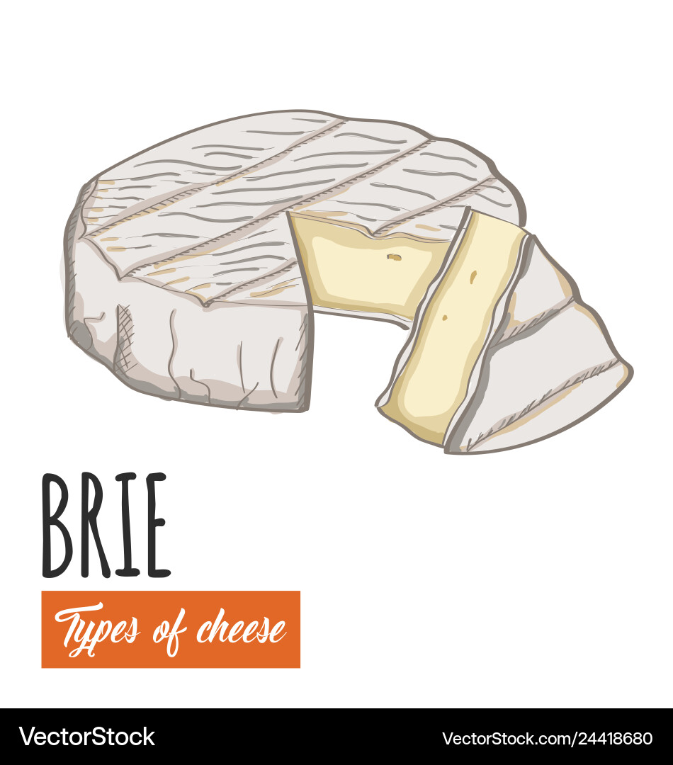 Hand drawn colorful brie cheese Royalty Free Vector Image