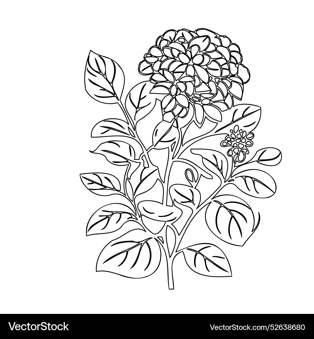 Hydrangea flower plant sketch outline Royalty Free Vector