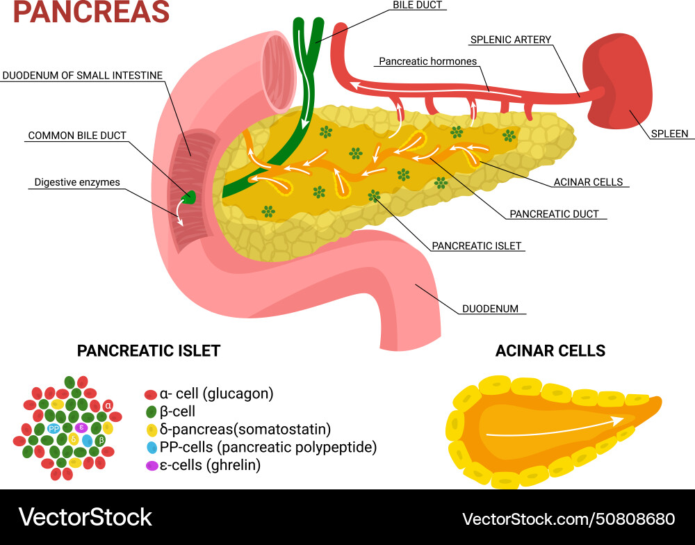 Pancreas flat infographic composition Royalty Free Vector