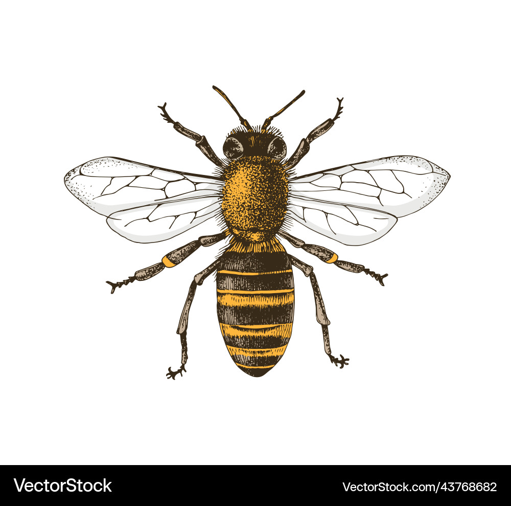 Honey Bee Sketch - Top View Royalty Free Vector Image