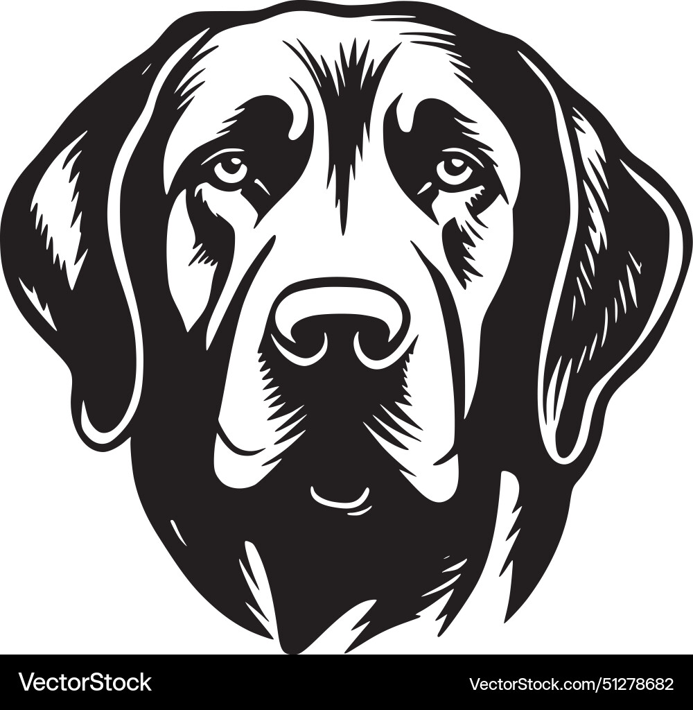 Labrador retriever - black and white isolated Vector Image