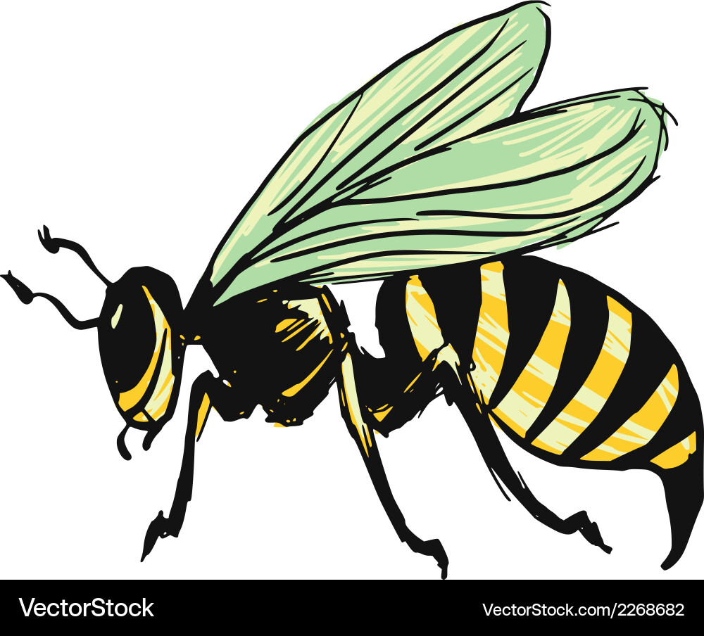 Wasp Royalty Free Vector Image - VectorStock