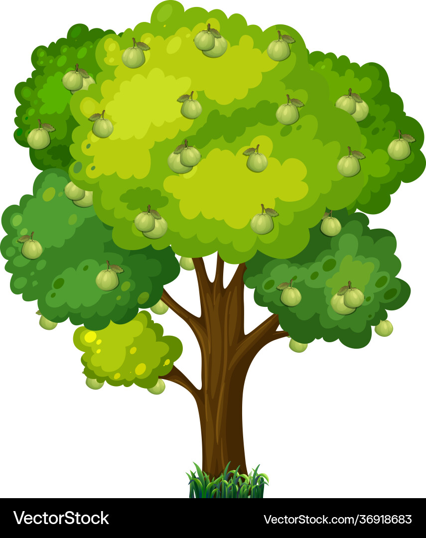 Guava fruit tree in cartoon style isolated Vector Image