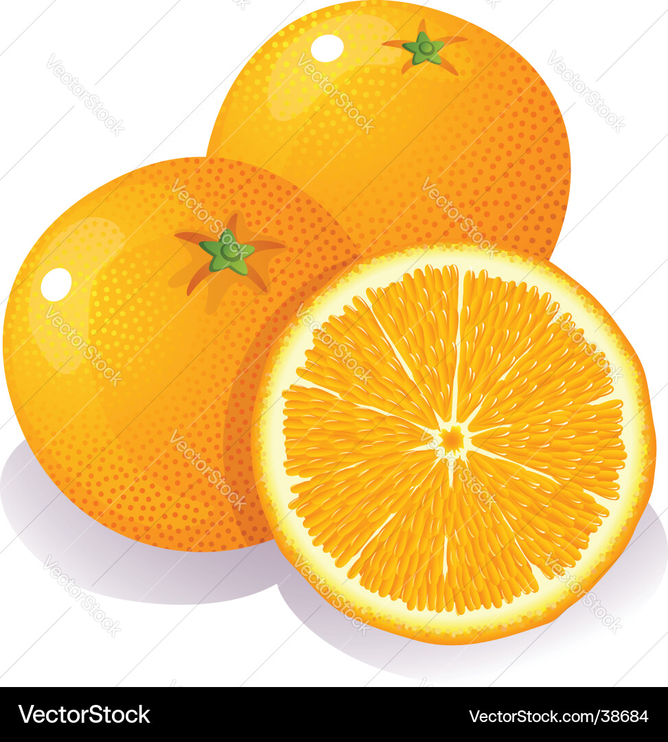 Oranges Royalty Free Vector Image - VectorStock