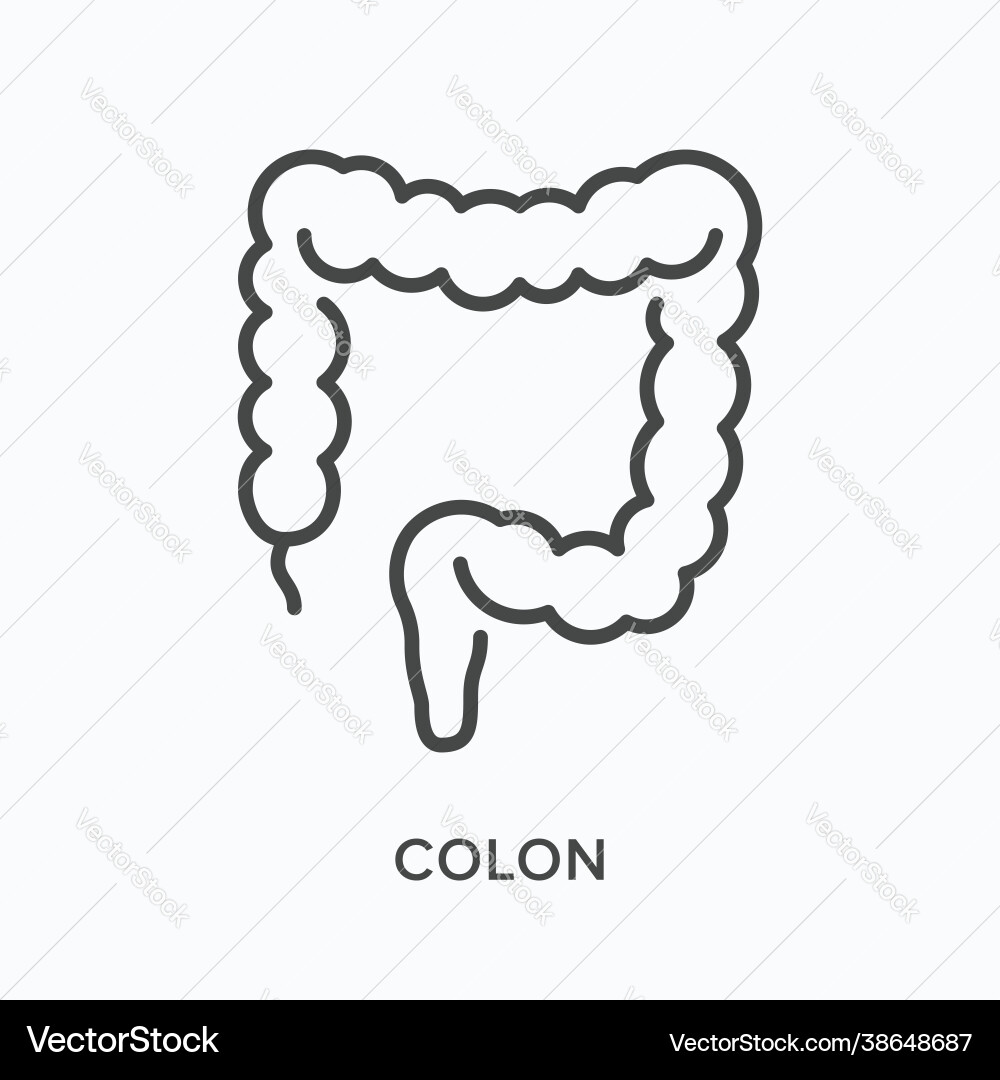 Colon flat line icon outline Royalty Free Vector Image