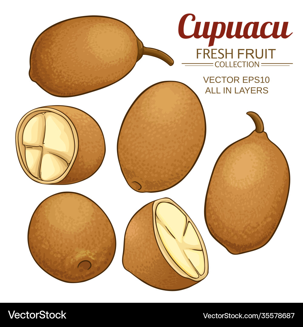 Cupuacu set Royalty Free Vector Image - VectorStock