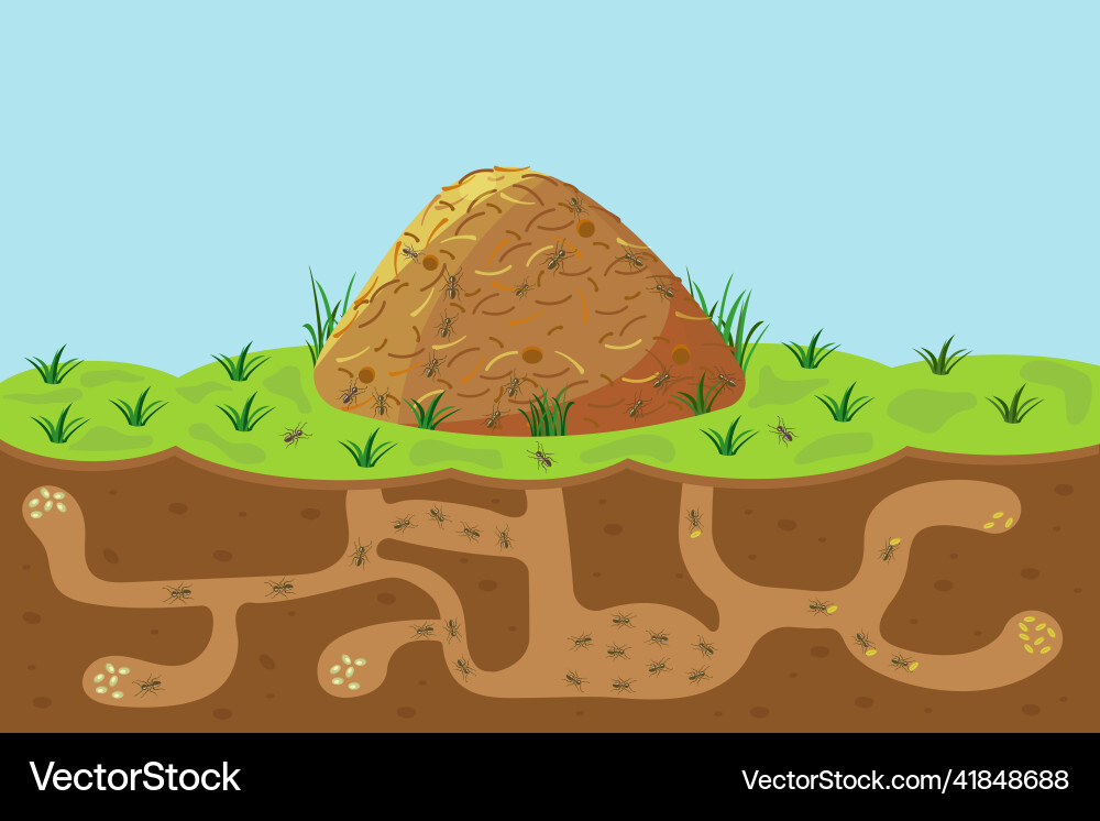 Anthill with holes and passages sectional view Vector Image