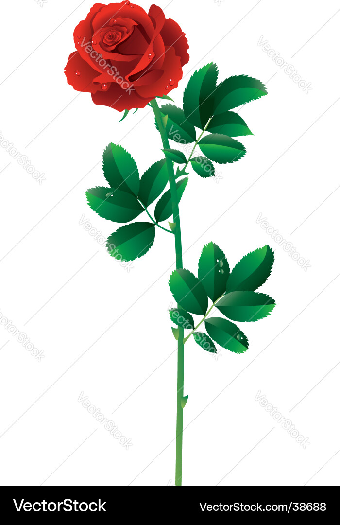 Red rose Royalty Free Vector Image - VectorStock
