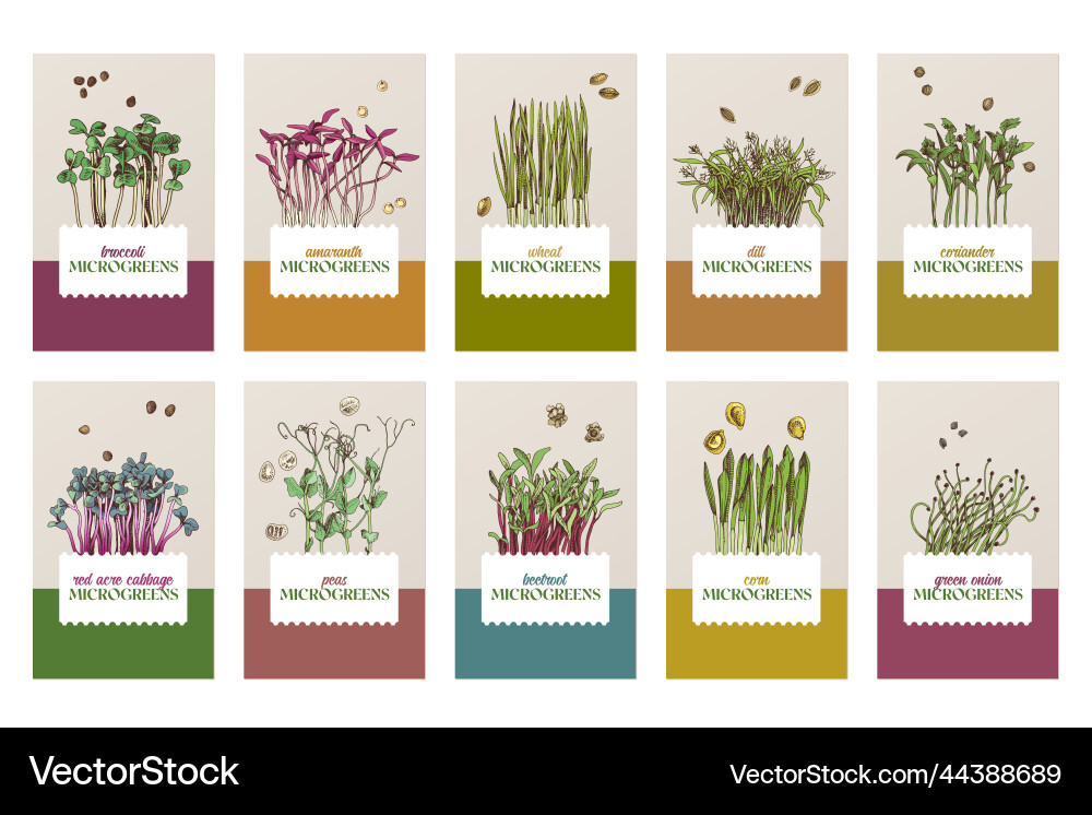 Hand drawn microgreens banners design templates Vector Image