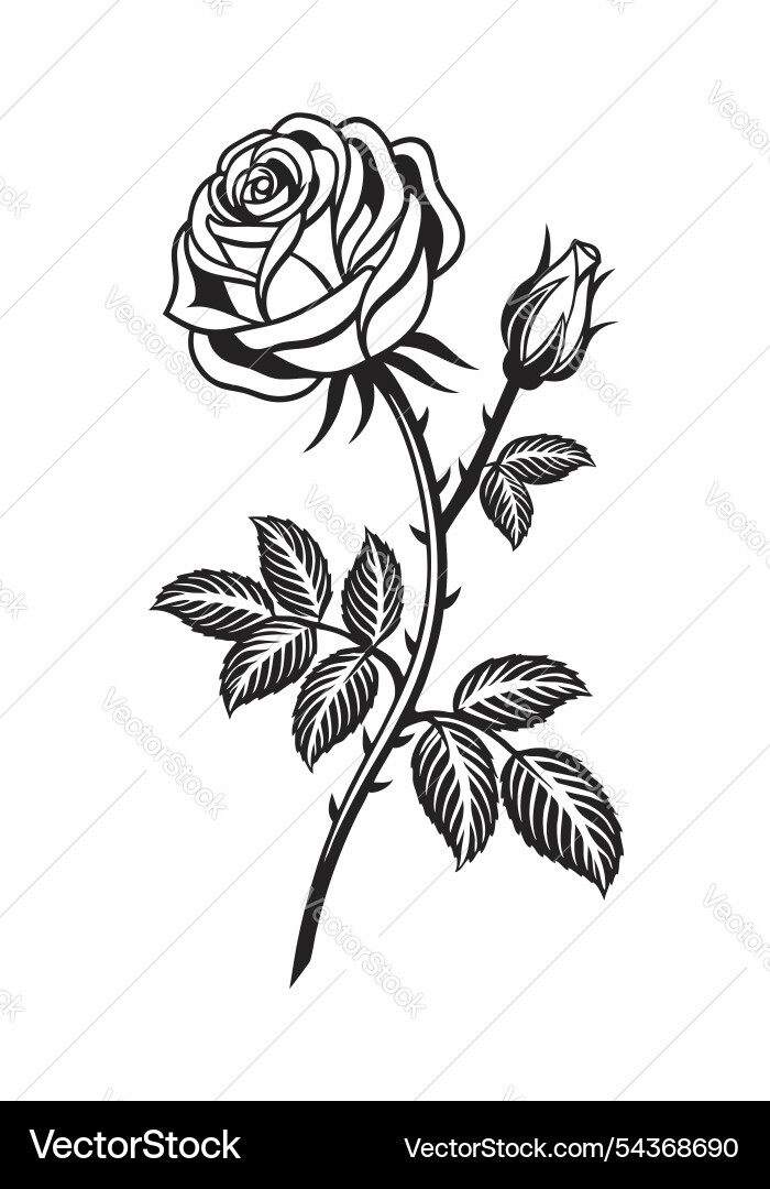 Beautiful rose art Royalty Free Vector Image - VectorStock