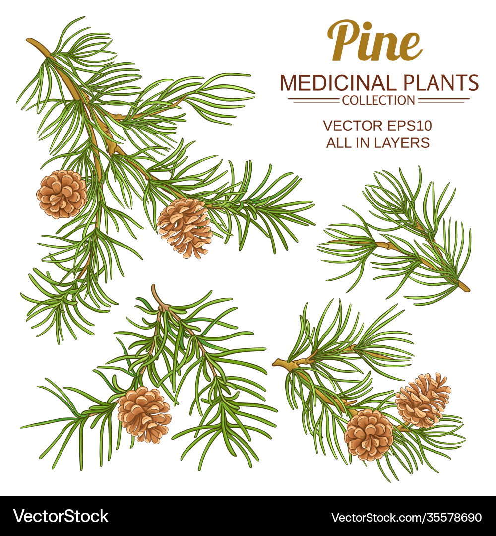 Pine set Royalty Free Vector Image - VectorStock