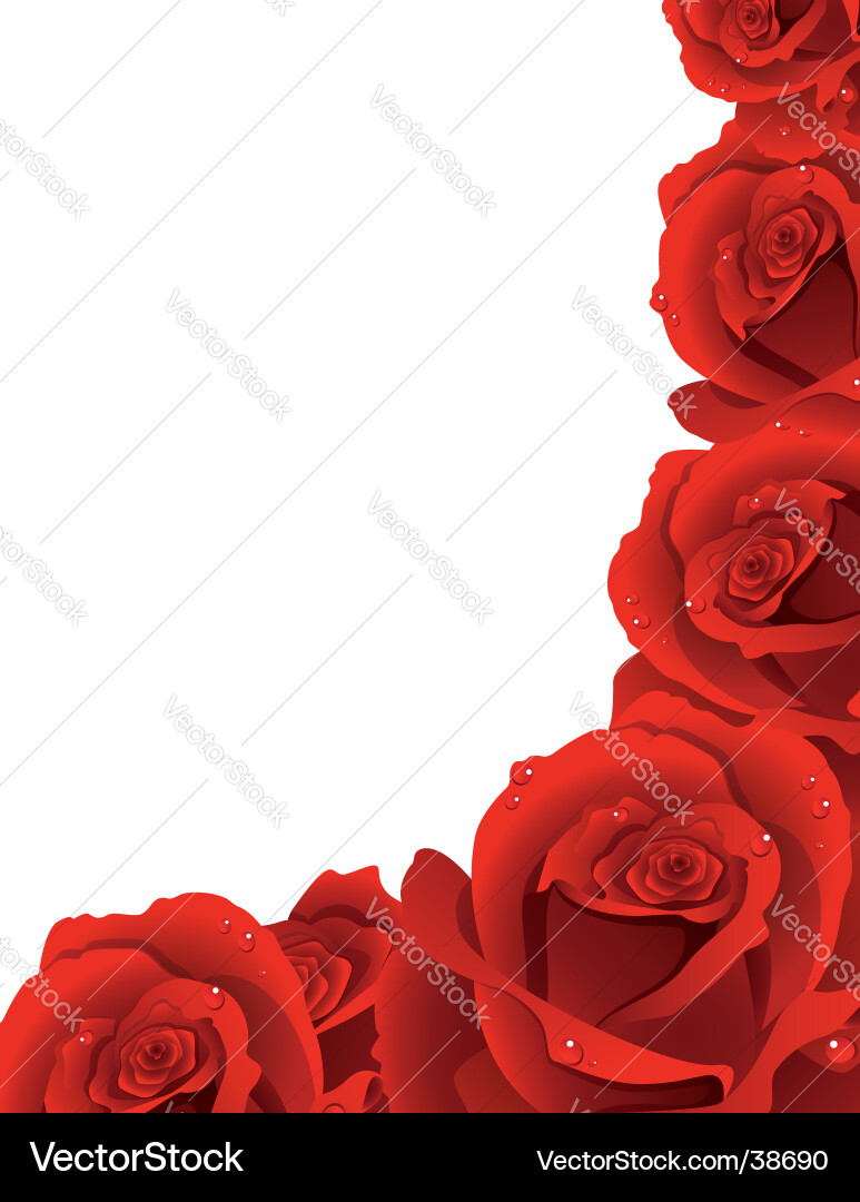 Roses Royalty Free Vector Image - VectorStock