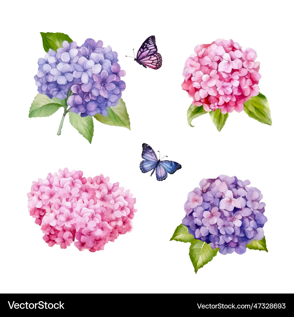 Watercolor style hydrangea flowers set glacier Vector Image