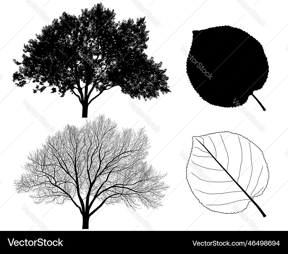 Apricot tree silhouette Royalty Free Vector Image