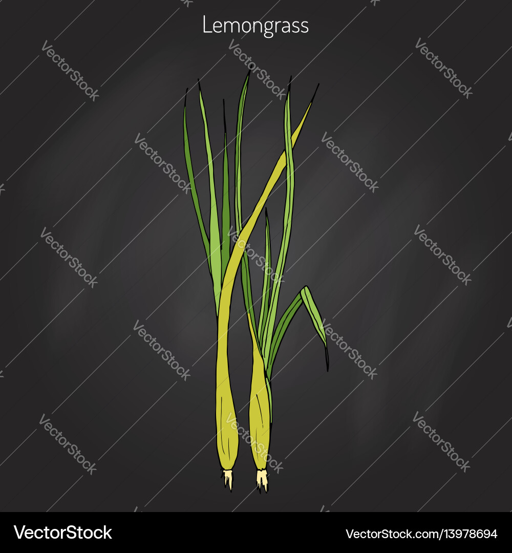 Hierba Vector Images (20)