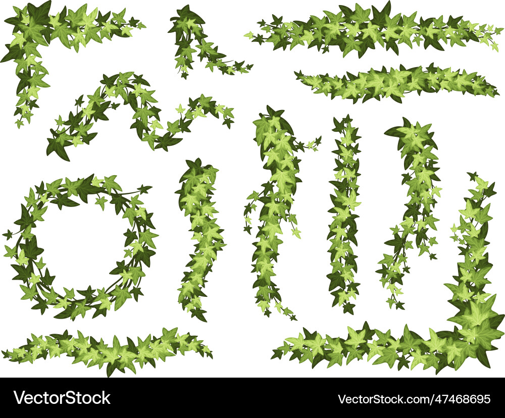 Cartoon green ivy creeper tree foliage border Vector Image