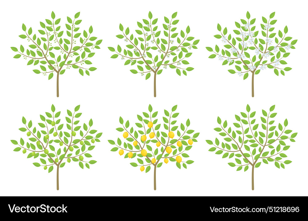 Lemon tree citrus phenological development stages Vector Image