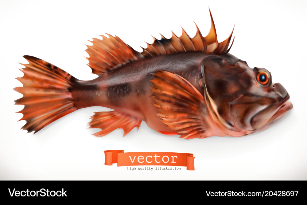 Scorpionfish 3d icon seafood realism style Vector Image