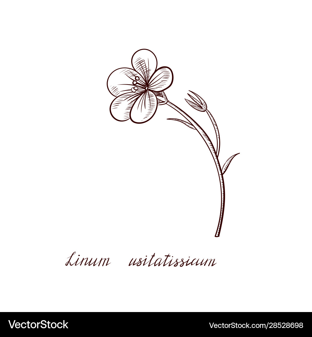 Drawing flax plant Royalty Free Vector Image - VectorStock