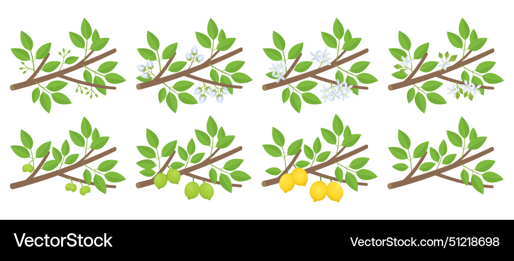 Lemon citrus phenological development stages Vector Image