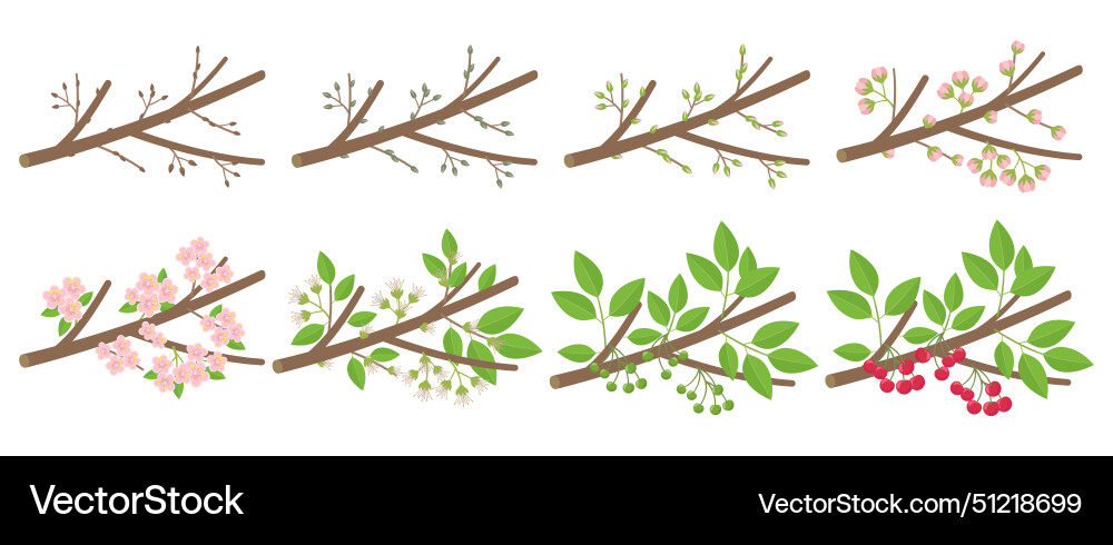 Cherry stone fruit phenological development stages