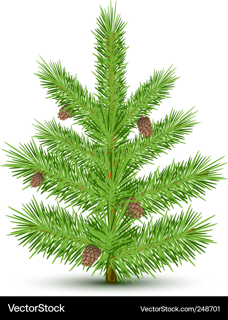 Fur tree Royalty Free Vector Image - VectorStock