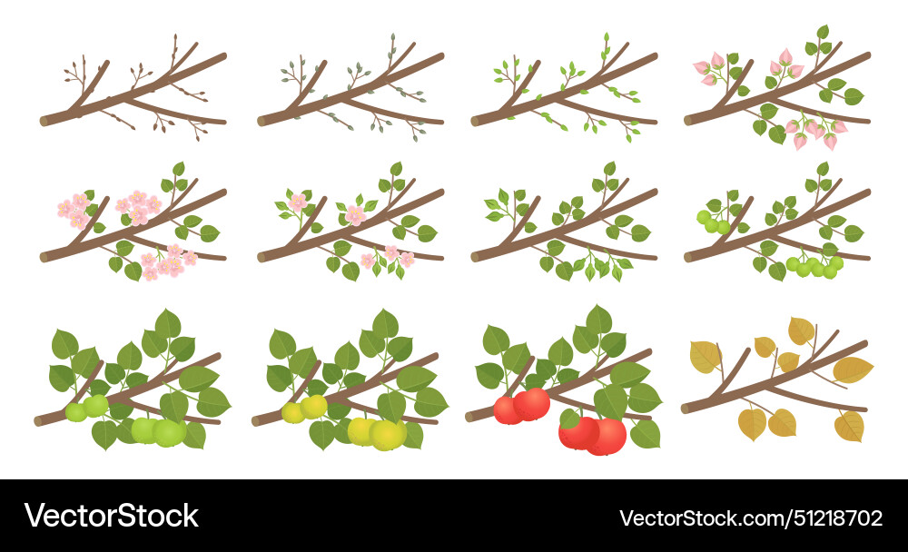 Apple phenological development stages of plants Vector Image