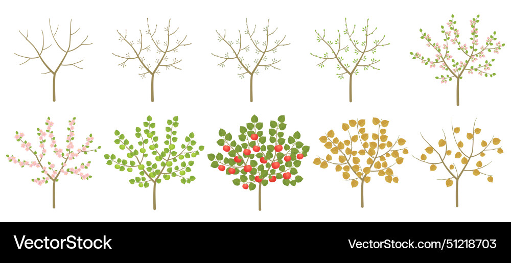 Apple tree phenological development stages Vector Image
