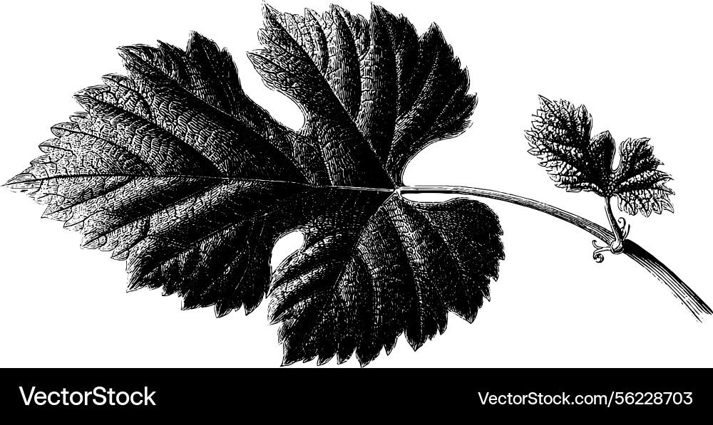 Detailed black and white grape vine leaf Vector Image